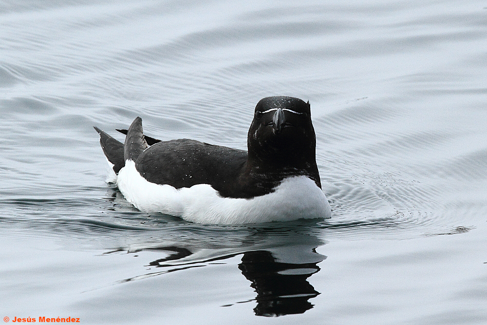 AVES MARINAS: Alca comun, Alca torda, Razorbill, Pingouin torda.