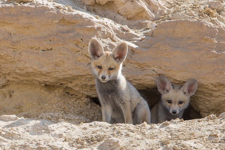 Birds of Saudi Arabia: Arabian Red Fox cubs – Jebal Nayriyyah