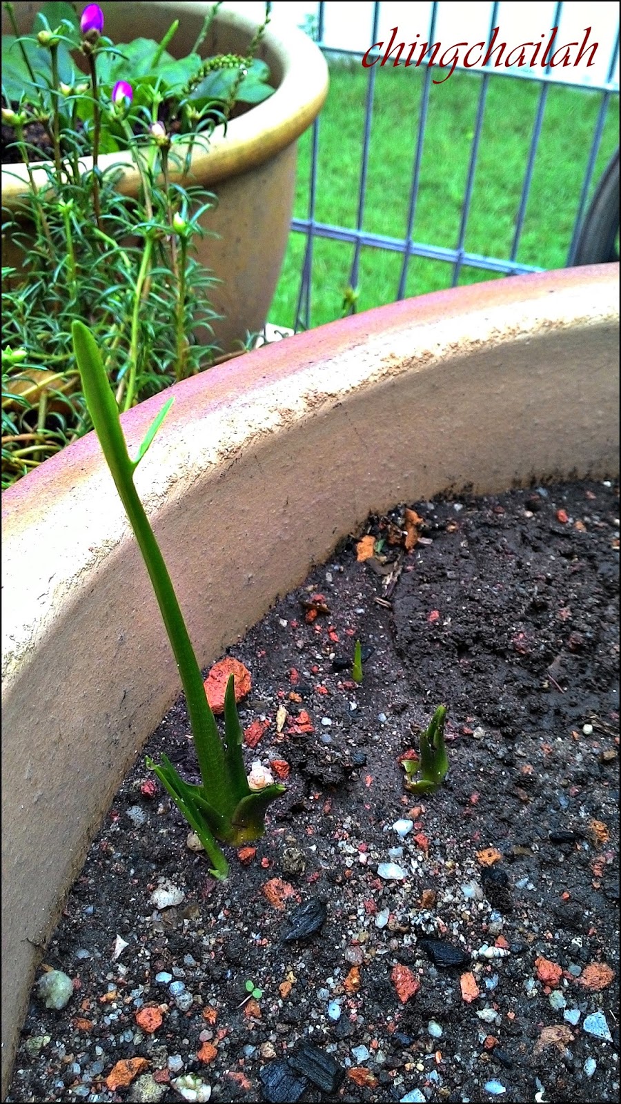 Simple Living In Nancy: Chinese Arrowhead Shoots Growing In My Garden.