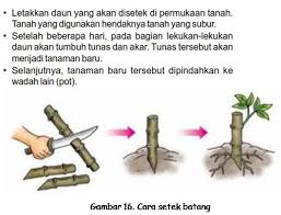 Agus Edi Setiyono: PEMBIAKAN TANAMAN