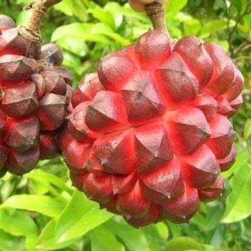 FRUTAS BRASIL: A Familia Anonáceas