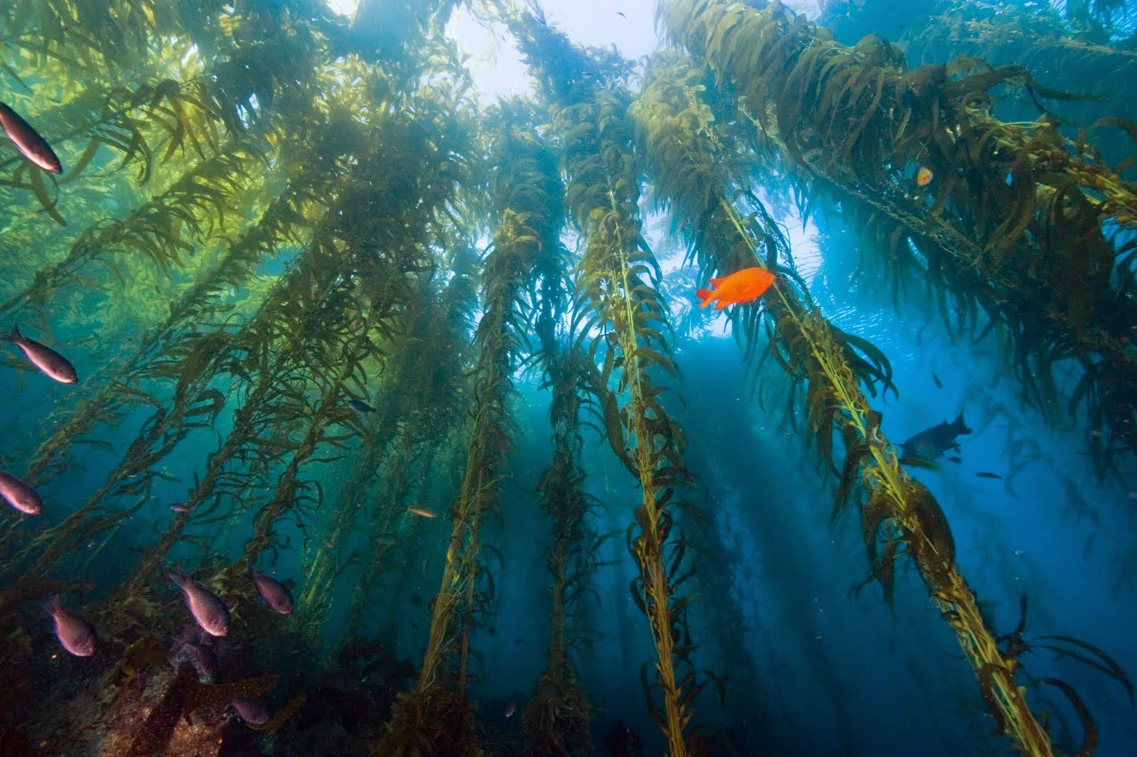 Greenwichdiving: Bosques de macroalgas