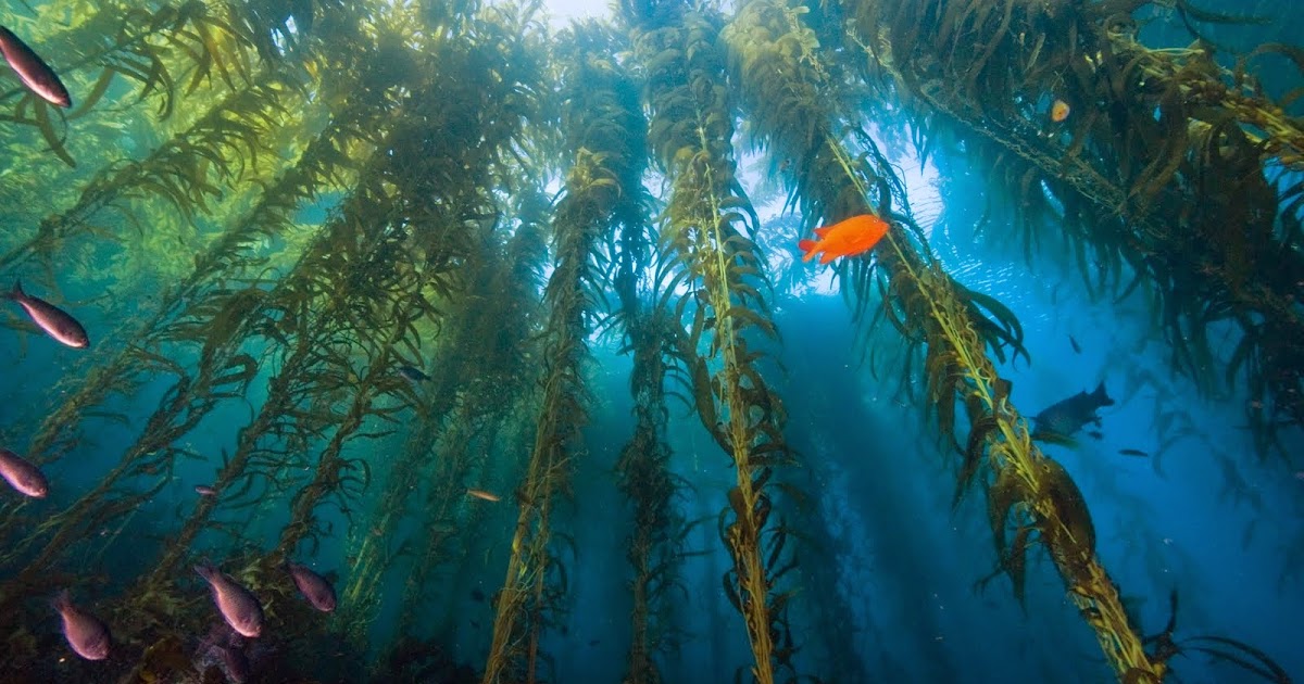 Ciencias 1º ESO: LAS ALGAS