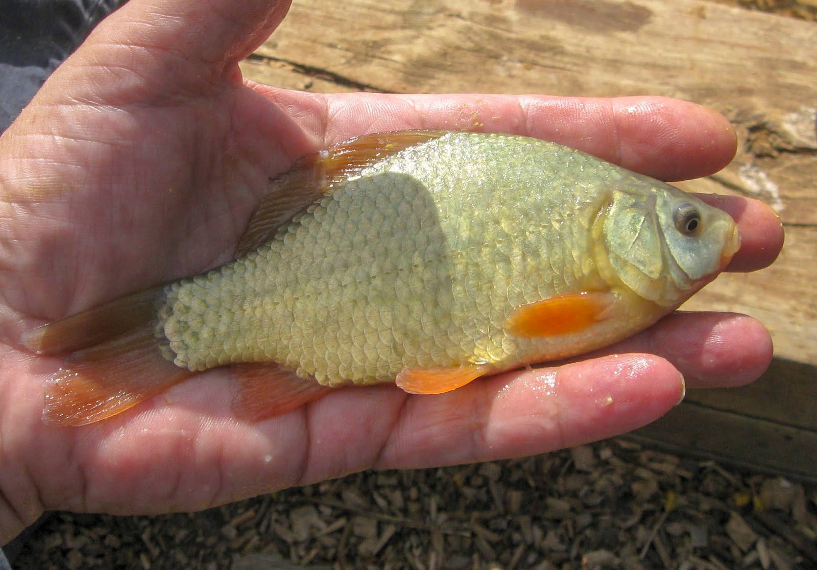 How to drown maggots : Cypry Angel Pool