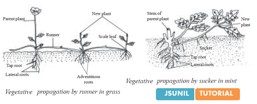 class 10 : How do Organisms Reproduce? Biology CBSE study nores | CBSE ADDA
