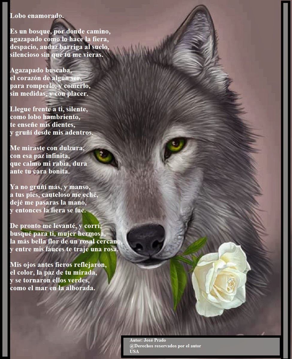 Poemas de amor para ti: Lobo enamorado