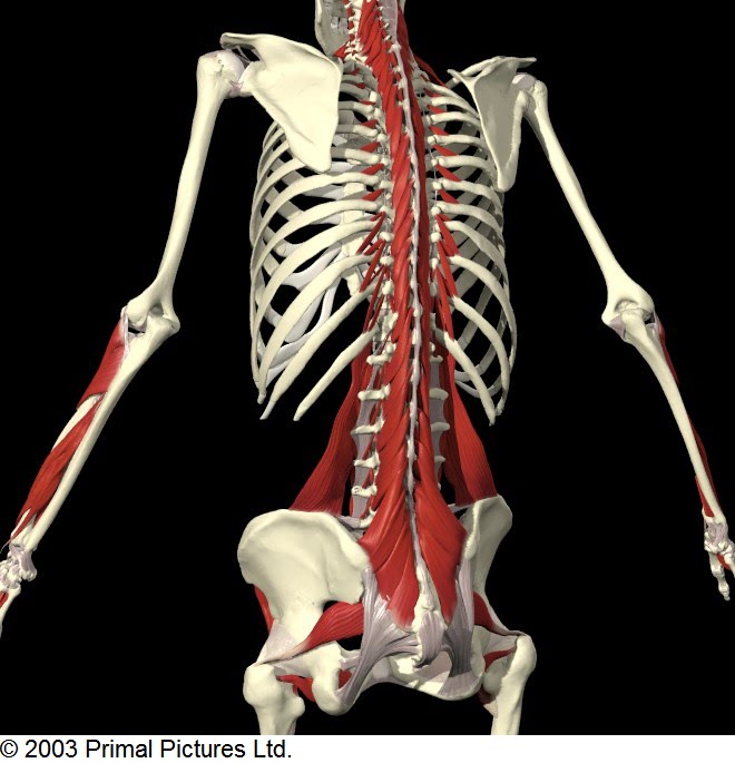 Limatreinamento: Fáscia Toracolombar