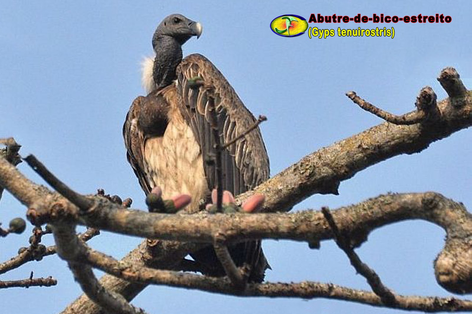 ORNITOLOGIA: Abutre-de-bico-estreito (Gyps tenuirostris)