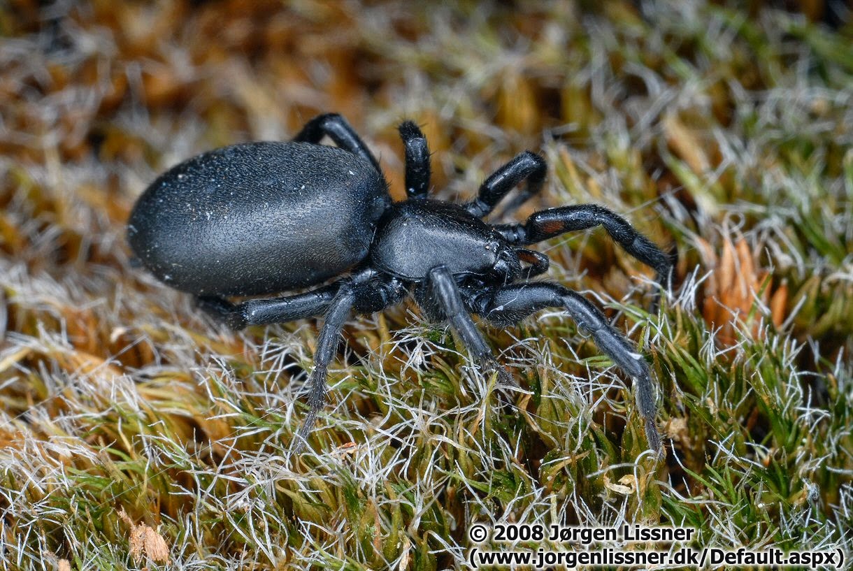 Catalogue of Organisms: October 2013