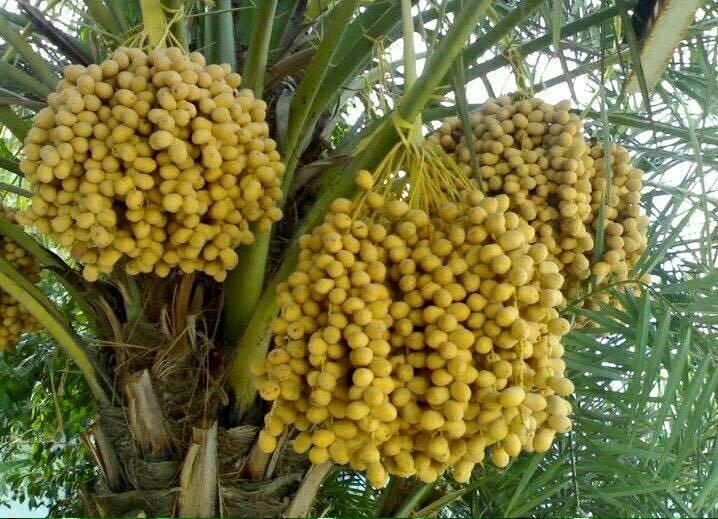 Kurma Tropis Indonesia 085707858020: Tips Menentukan Waktu Yang Tepat ...