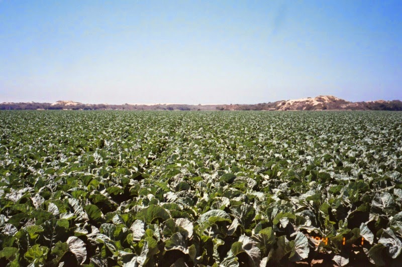 Editorials from Theslowlane: Say good by to agriculture in California's ...