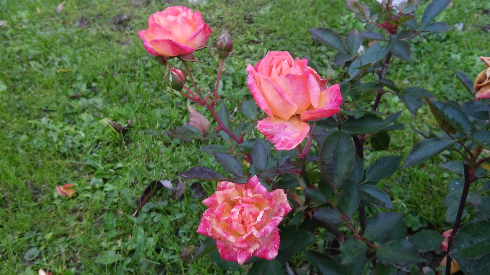 Ranczo Elma: Róża Little Sunset