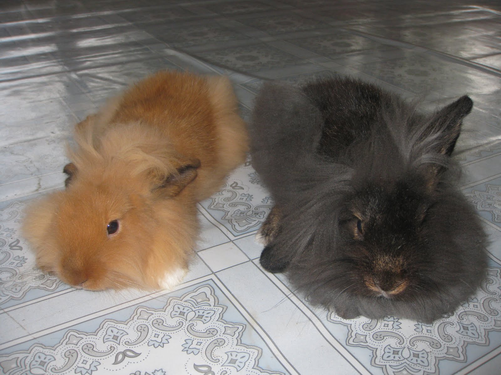 LADANG ARNAB BUKIT BADONG, SELANGOR - PUSAT PENJUALAN DAN PENTERNAKAN ...