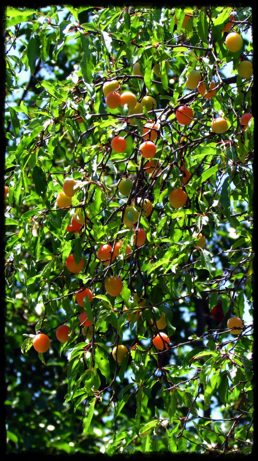 young-eclectic-encounters: Wild Georgia