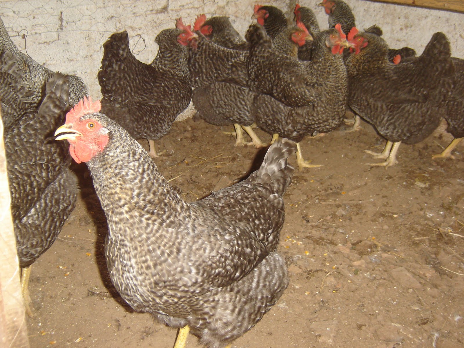 OVOS GALADOS DE GALINHAS DE ALTA PRODUÇÃO E ORNAMENTAIS: CARIJÓ GIGANTE ...