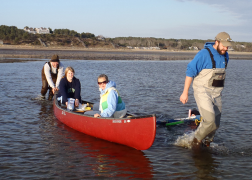 Update on Ocean Sunfish Strandings in the New England Area