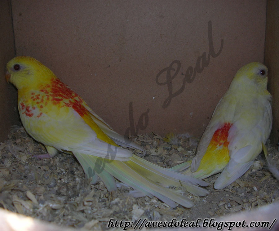 Aves do Leal: Crescimento de pequenos Red Rumpeds