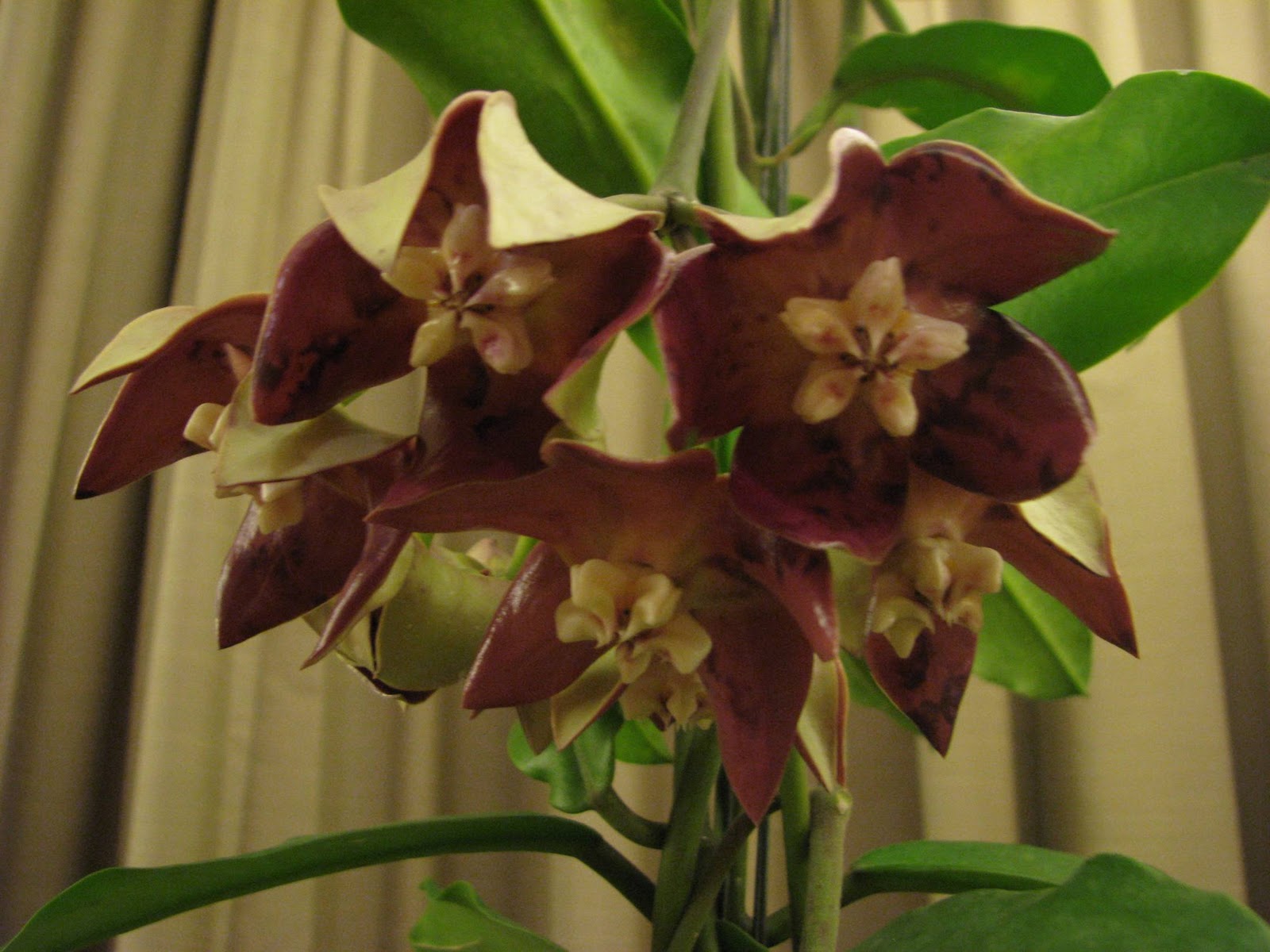 Benito e Fiori: 2011 01 28 - Hoya ( Large blooms )
