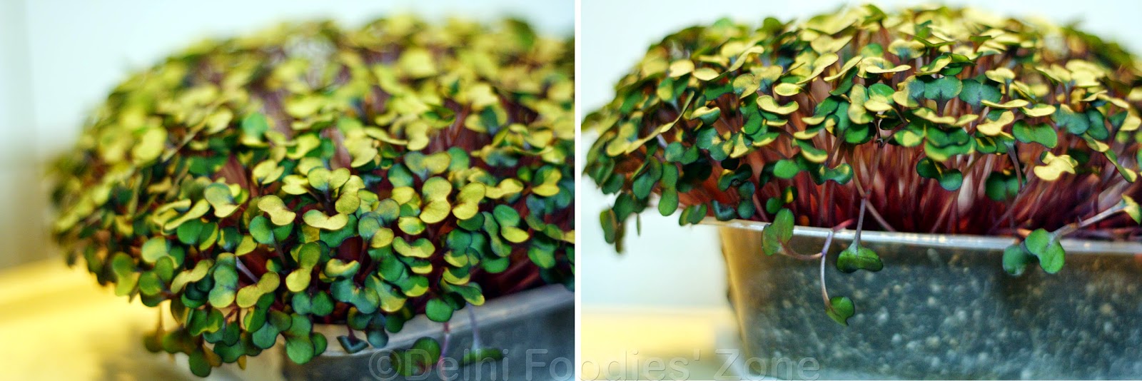 Delhi Foodies' Zone: Trendy Microgreens