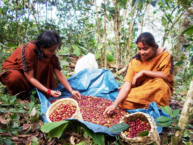Icono ADN Spain 08: Indigenas..........Asheninka.......