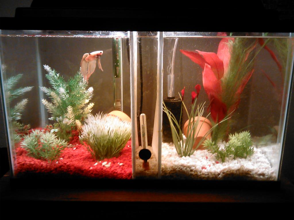 Polly Rambles: Betta Care: A tank divided