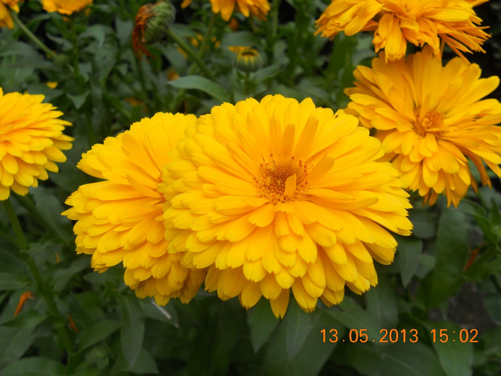 Flowers - Miracle of Nature - Gallery