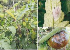 Tarım Siteniz: Pseudocercospora fuligena Cercospora Yaprak Küfü