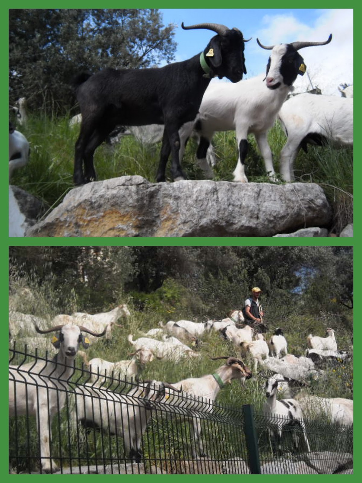 La llar Rojas Feliu: Ens ha visitat un ramat de cabres!