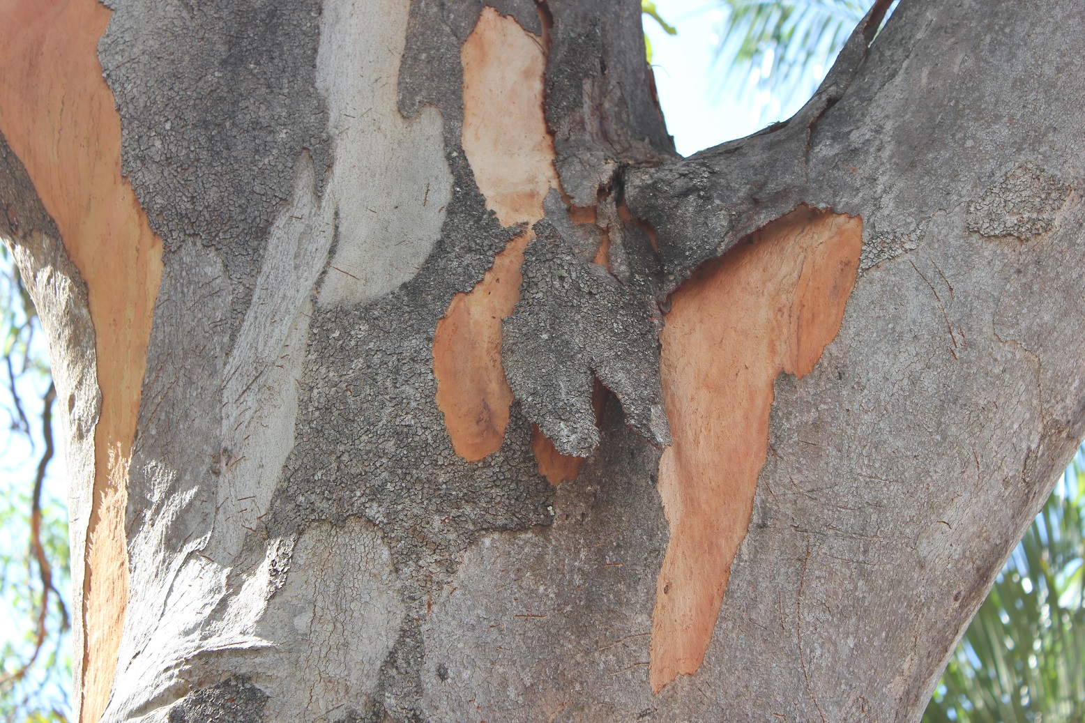Brisbane Backyard Naturalist: Gum trees at my place - Eucalyptus major