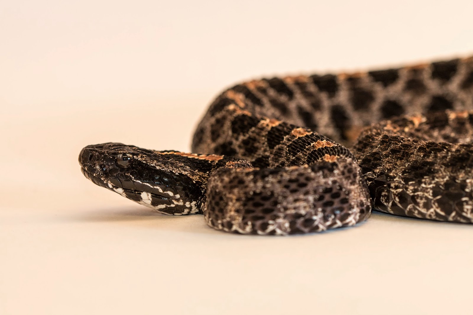 Salamander-Shmalamander: June 2014