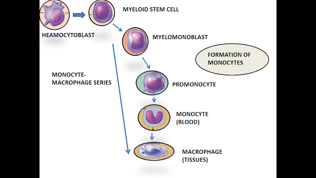 Mrdc Notes: PHYSIOLOGY BLOOD UNIT 6