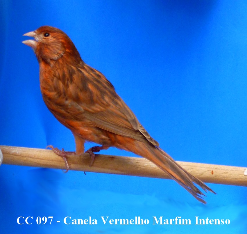 Canaril Curico - Canário de Cor: Canela Vermelho Marfim Intenso - 1º e ...