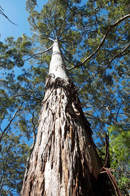 Nature Scribe: Curious Karri