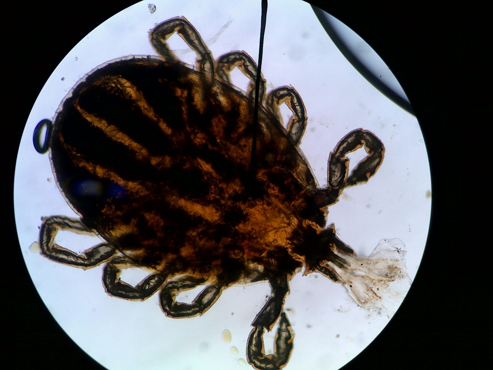 veteriner atmosphere: Parasit-Ektoparasit