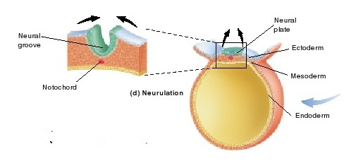 48+ Fase Perkembangan Embrio Hewan Vertebrata