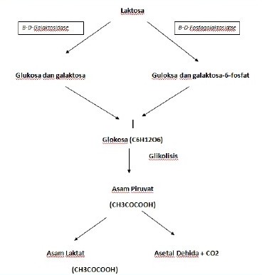 Mekanisme Fermentasi Asam Laktat ~ AOAC