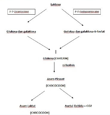 Mekanisme Fermentasi Asam Laktat ~ AOAC
