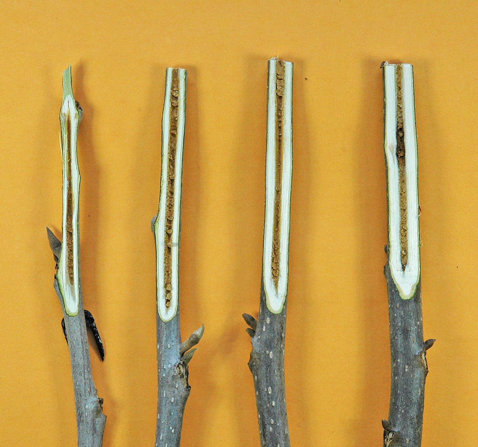 Northern Pecans: Cutting quality scionwood