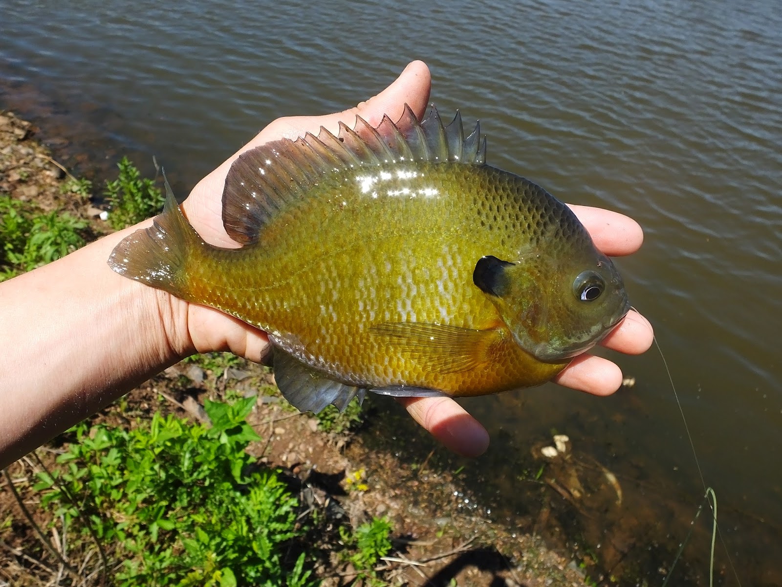 Connecticut Fly Angler: Identifying CT's Sunfishes