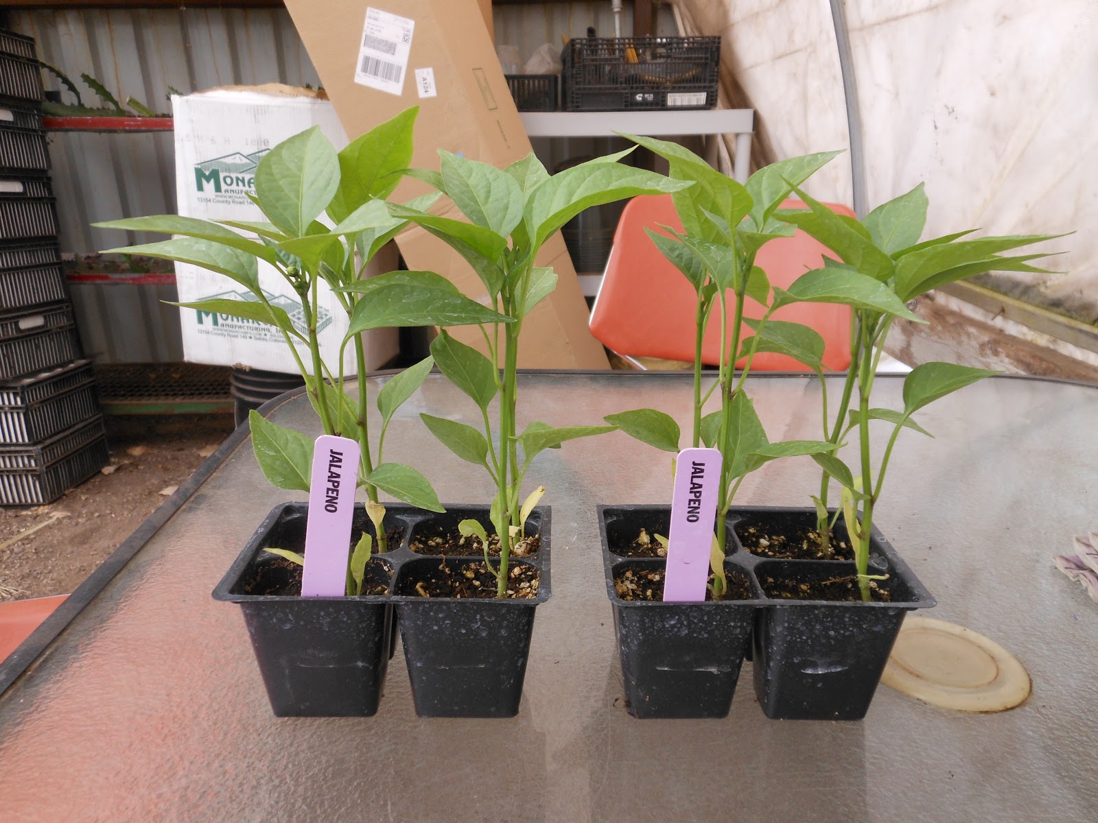 We Have Warm Season Veggies!