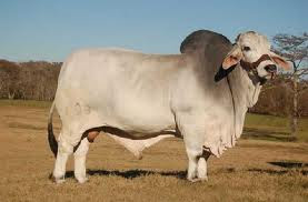 Types of Beef | fauna