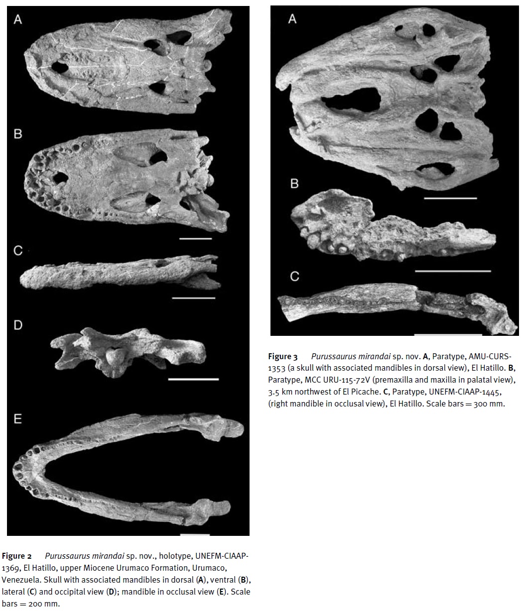 El pantano del Purussaurus (The Purussaurus Swamp): Acerca del caiman ...