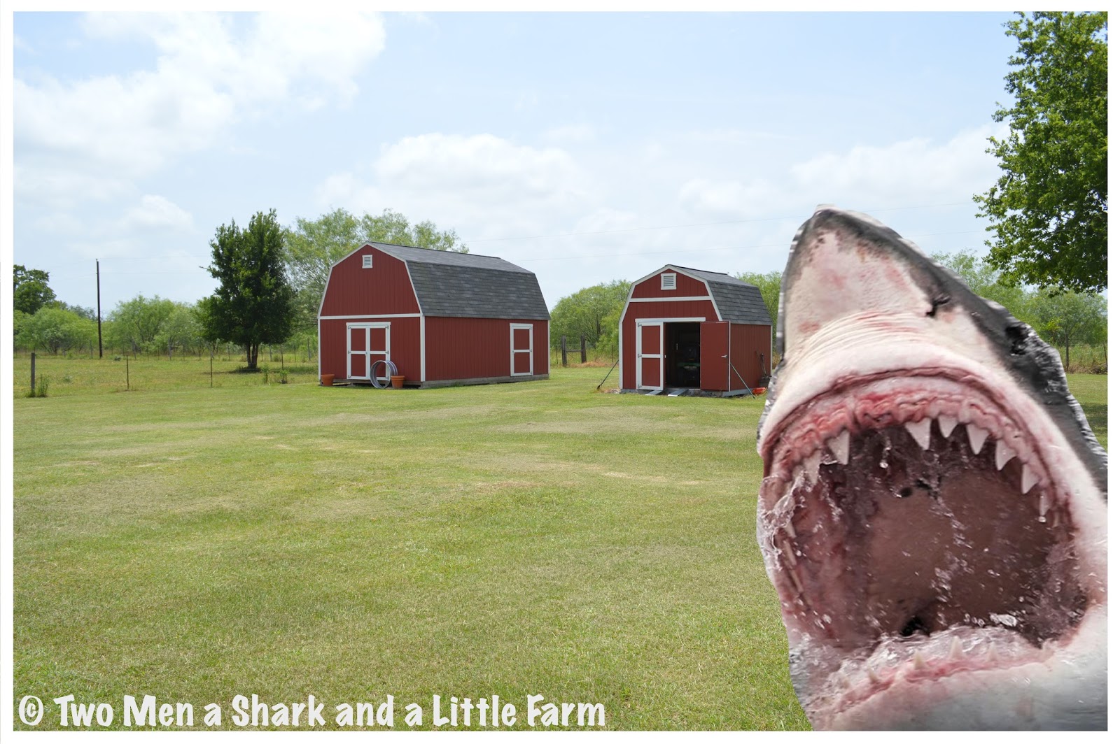 Two Men and a Little Farm: SHARK WEEK 2017