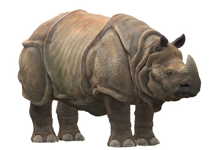 ASOCIACIÓN MAFI: El rinoceronte de Java.