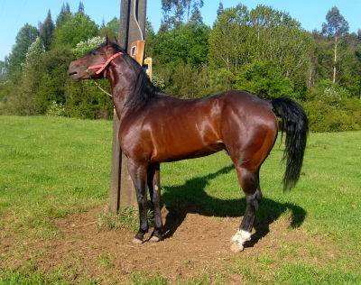 Los Caballos: Pelajes: Colorado