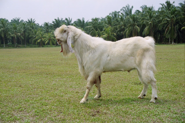 Kambing Venture: Type of Goat In Malaysia