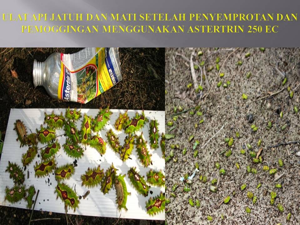 PANDUAN PENGENDALIAN ORGANISME PENGGANGGU TANAMAN (OPT) KELAPA SAWIT ...