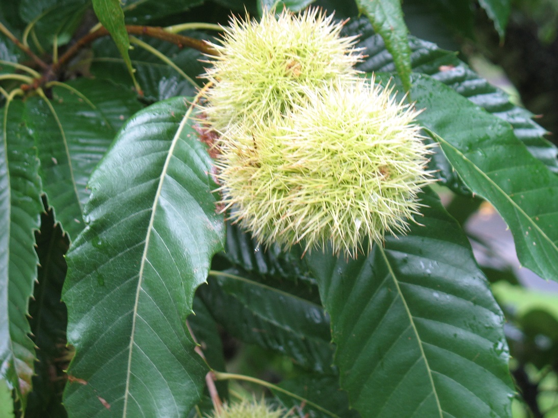 Toowoomba Field Naturalist: The Spanish Chestnut Tree on the Corner of ...