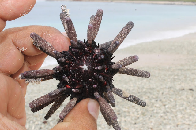 Biodiversidad de "El Bajío Profundo": ISLA CLARIÓN, ARCHIPIELAGO DE ...