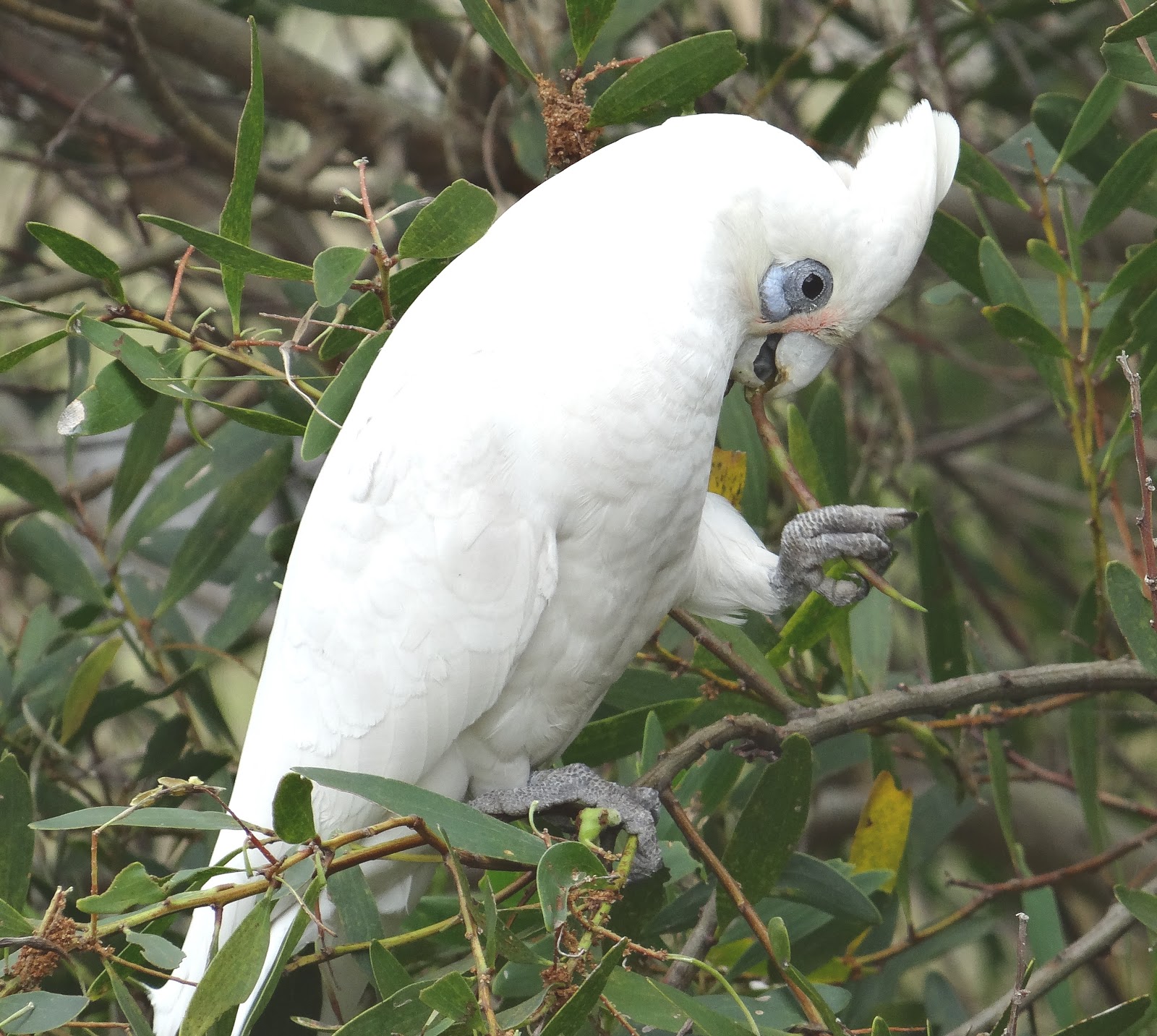 sunshinecoastbirds: October 2012